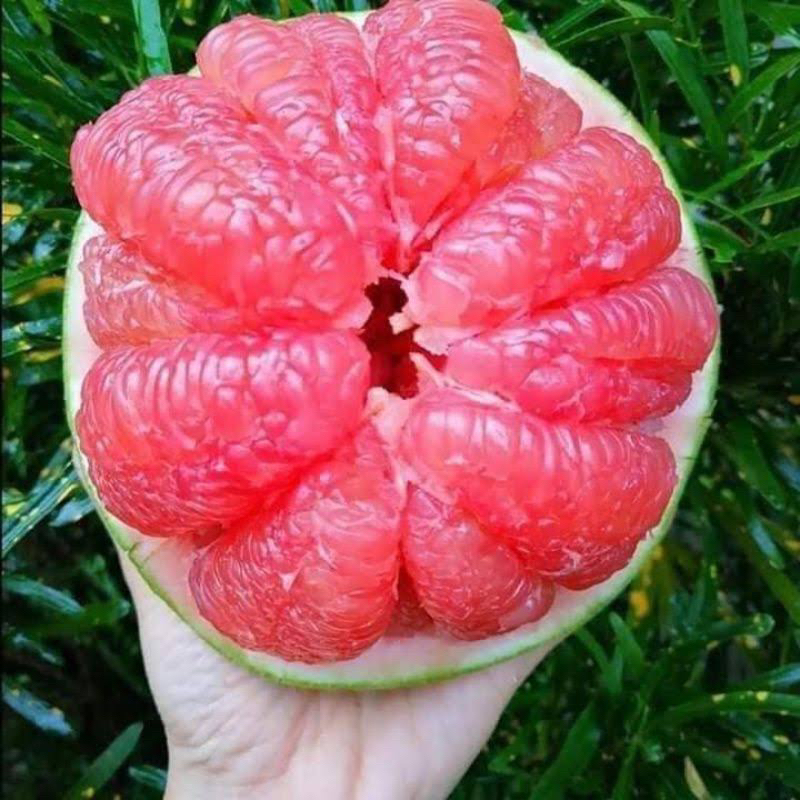 anak pokok POMELO Pink / liamau besar / limau bali | Shopee Malaysia