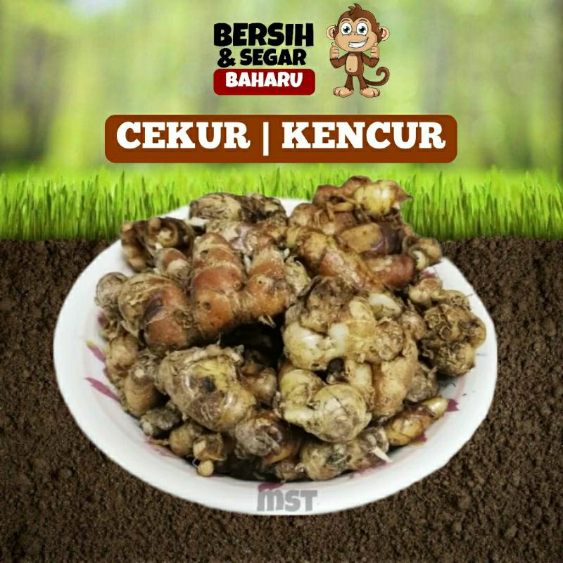Isi Rizom Cekur/Kencur/Cengkor | Kaempferia Galanga Untuk Jamu & Benih ...