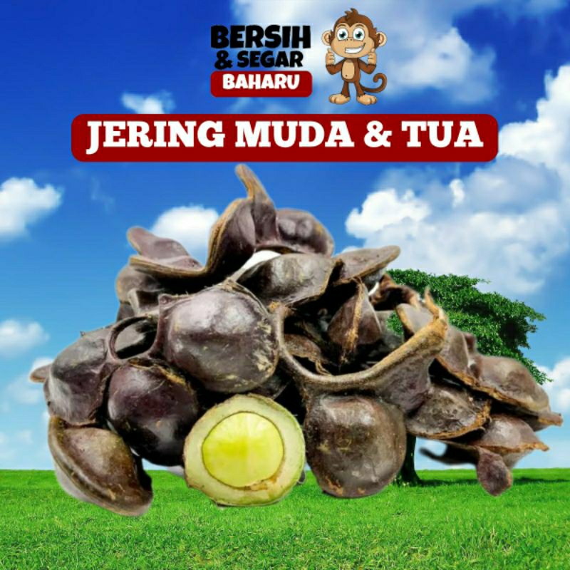 Jering | Jengkol Tua & Muda Dari Kampung ( 500g ) | Fresh Nettle ...