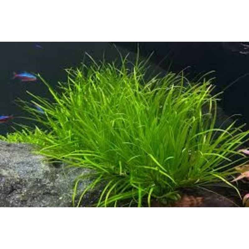 Blyxa Japonica 🌸🌸🌸🌸🌸 | Shopee Malaysia