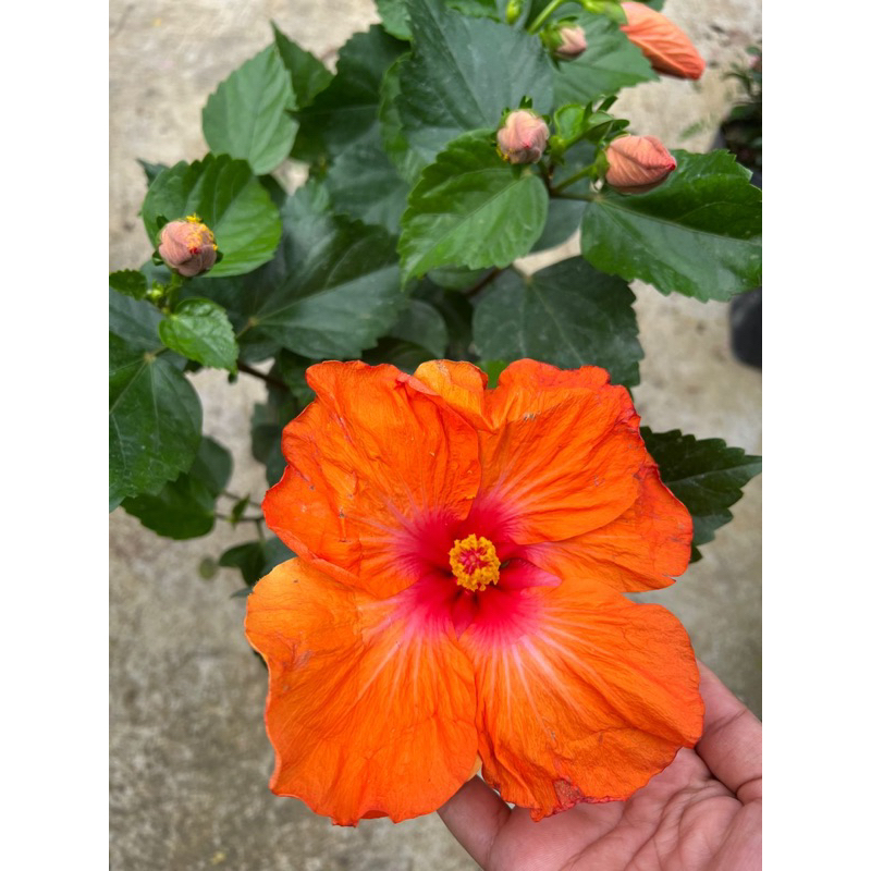 Bunga Raya Besar ( Warna Random ) / Hibiscus Big Flower | Shopee Malaysia