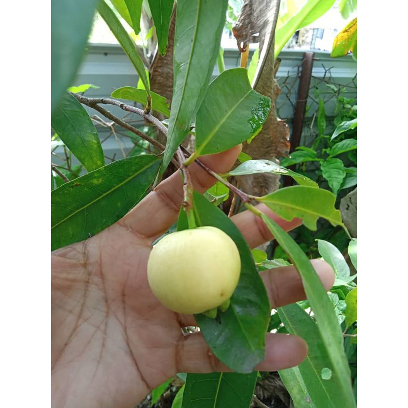 Anak Pokok Jambu Mawar Kuning Dari Kebun Paklong | Shopee Malaysia