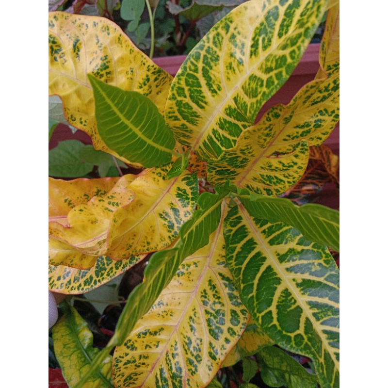 pokok bunga puding / puding croton/ Jalur daun kuning | Shopee Malaysia