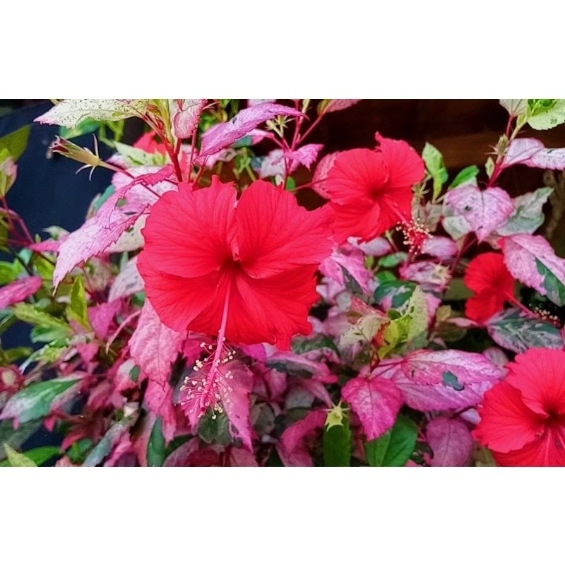 bunga raya kampung bunga warna merah | Shopee Malaysia