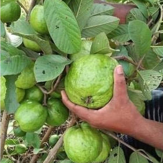 Big Guava Cepat Berbuah/Pokok Jambu Batu Lohan 罗汉番石榴树苗/Guava Fruit ...