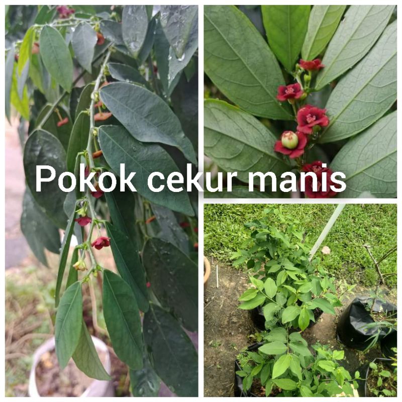 pokok cekur manis(anak pokok cekur manis | Shopee Malaysia