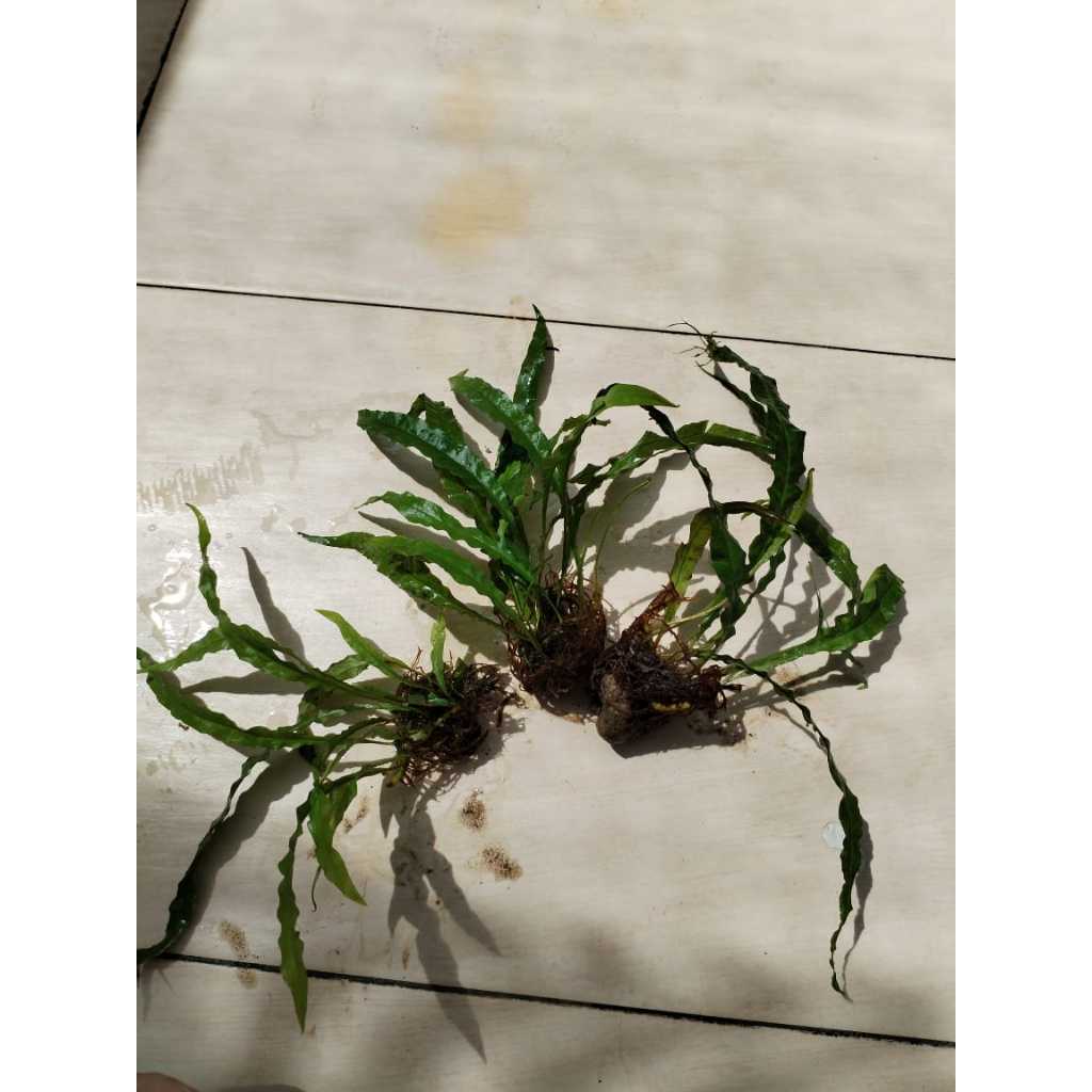 Java Fern' mini'-Aquatic plants | Shopee Malaysia