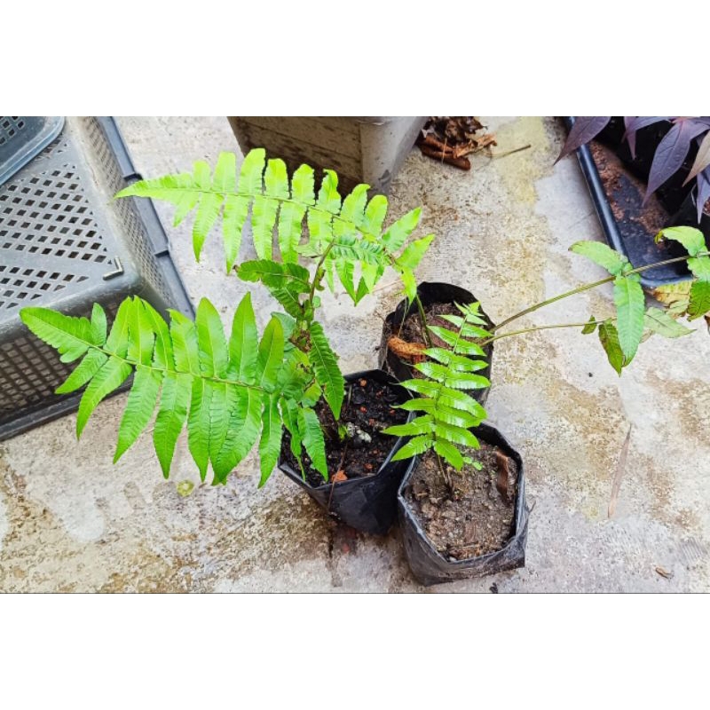 Anak Pokok Pucuk Paku / Fern shoots / 巴古菜苗 | Shopee Malaysia