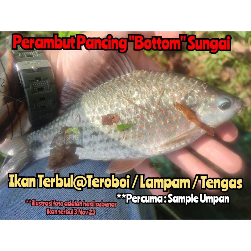 Perambut Pancing Dasar Bottom Ikan Terbul@Teroboi / Lampam / Tengas ...