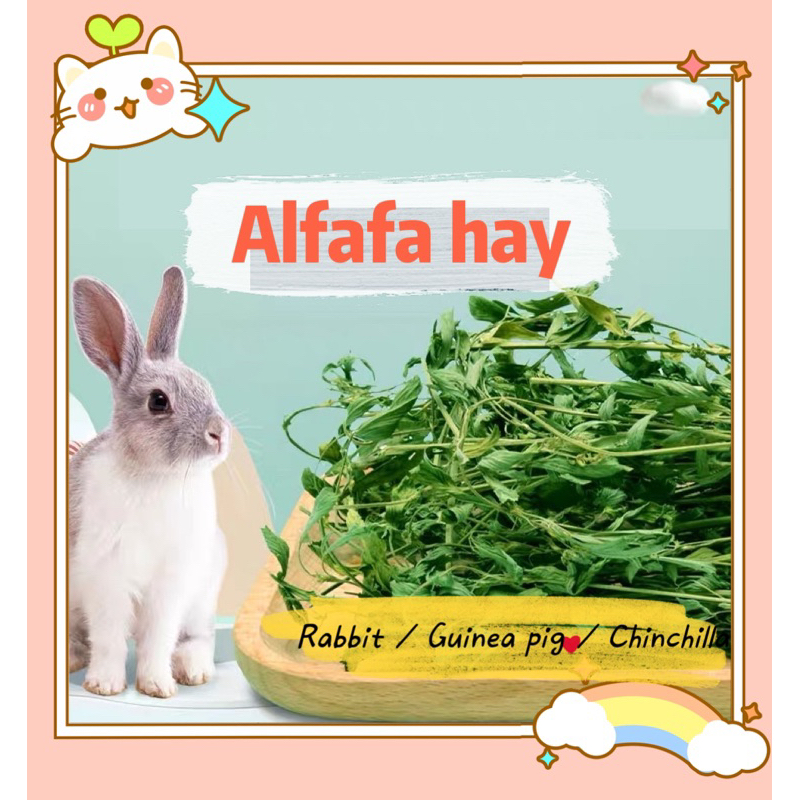 alfafa rabbit 1kg yee Alfalfa Hay / Chaff Arnab Rabbit Timothy Guinea ...