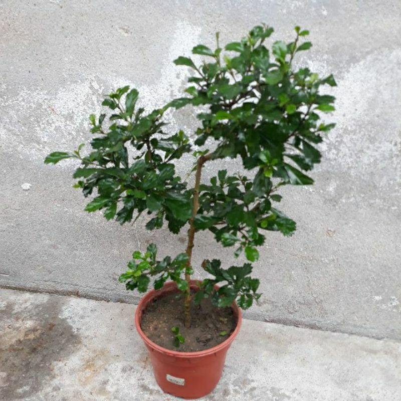 Anak Pokok BONSAI Kesina/Pokok Kesina/Pokok Bonsai Viral/Bonsai hiasan ...