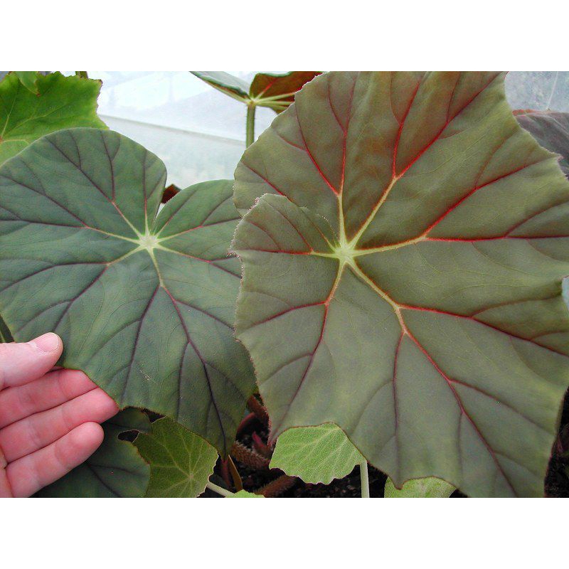 Begonia Popenoei - White Begonia, Giant Leaf Begonia /real plant/asam ...