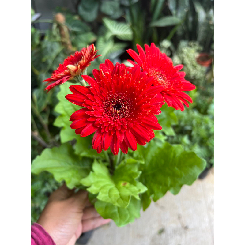 Daisy Flower with pot / Pokok Hidup | Shopee Malaysia
