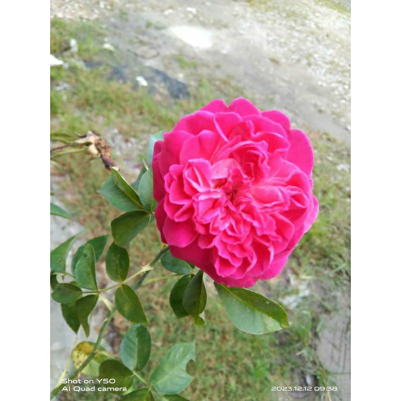 ANAK POKOK ROS KAMPUNG / ROSE OWNROOT / ROSE BERID | Shopee Malaysia