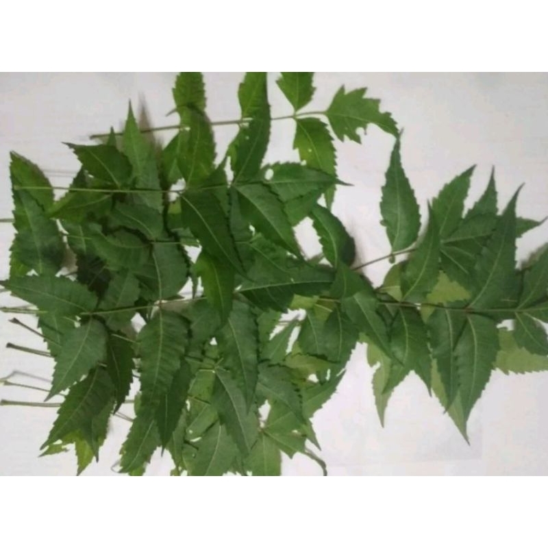 Ready Stock: Daun Semambu 💯 Segar (Fresh Neem Leaves) | Shopee Malaysia