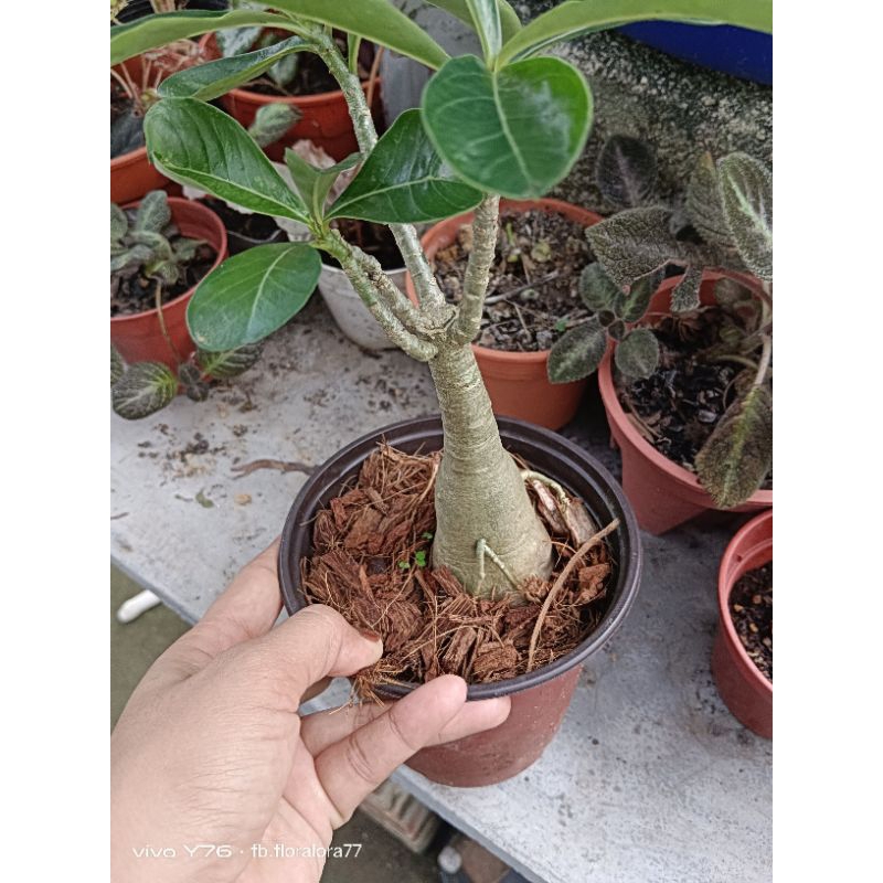 garden home pokok adenium bunga pink | Shopee Malaysia