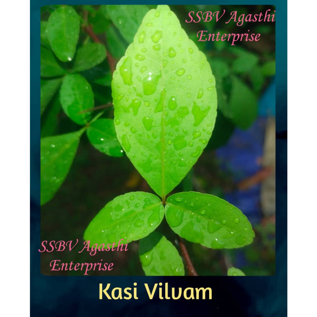 LIVE PLANT-KASI VILVAM | Shopee Malaysia