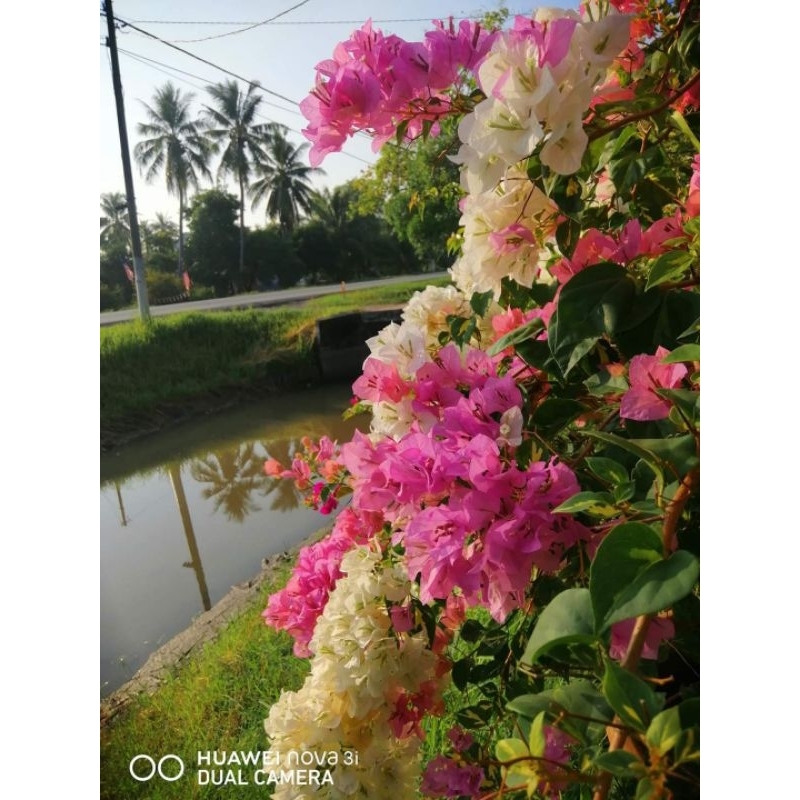Pelbagai Keratan Bunga Kertas | Shopee Malaysia