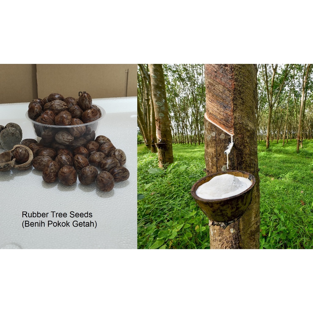 10 biji Rubber Tree Seeds - Benih Pokok Getah | Shopee Malaysia