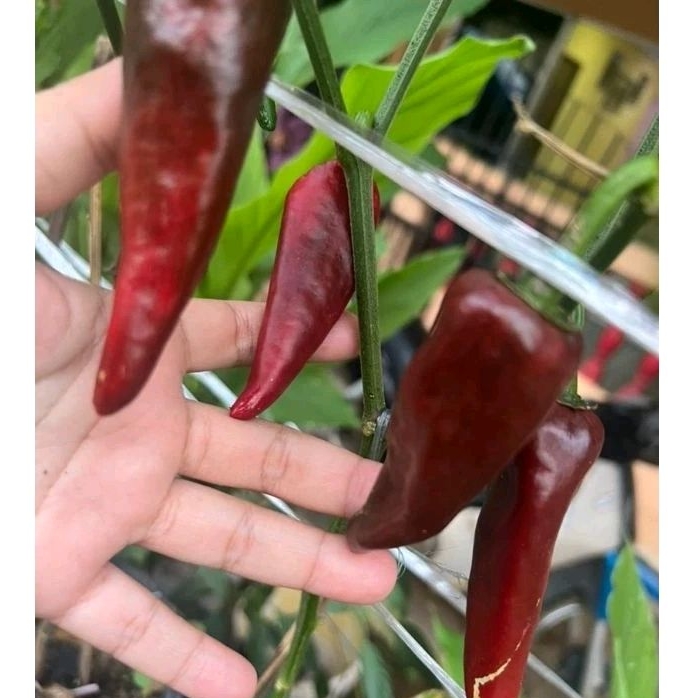 💥READY STOCK💥100 BIJI BENIH CILI TAK PEDAS / CILI BESAR PAPRICA CHILLI ...