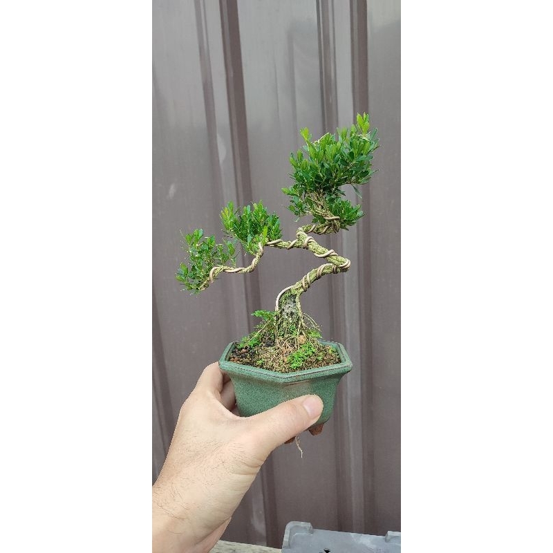 Buxus Bonsai Stock Single Trunk Pokok Bonsai Buxus Boxwood雀舌黄杨盆栽 ...