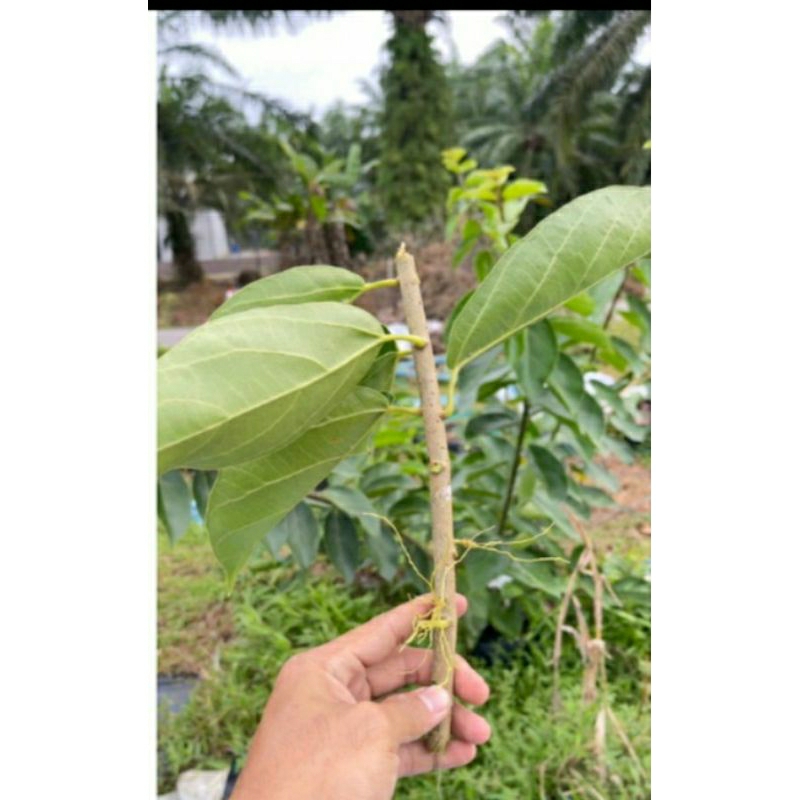 3 KERATAN BATANG POKOK CINCAU HIJAU | Shopee Malaysia