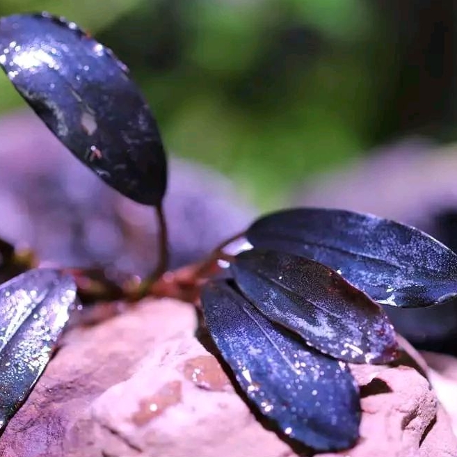 Bucephalandra Sp. Lucifer (Stalk) Rare aquatic plants for aquarium ...