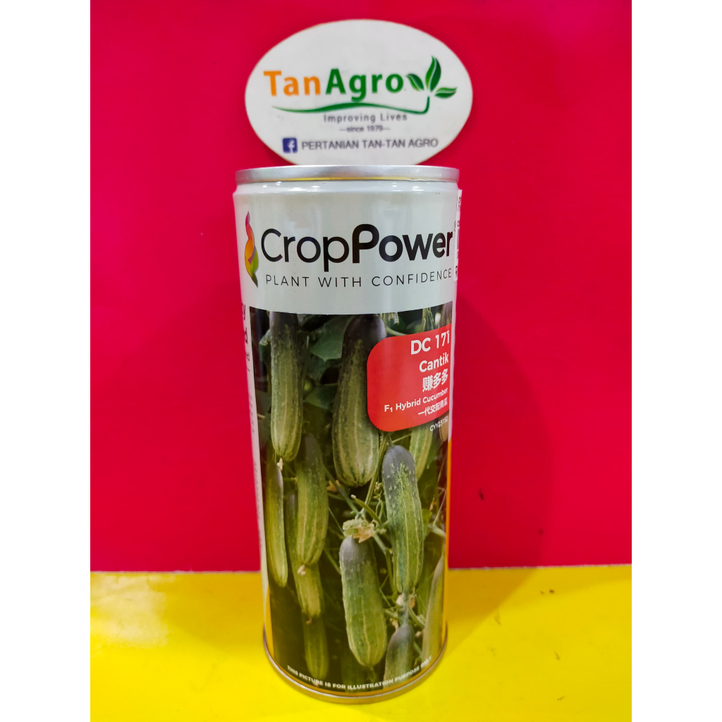 👉ASLI👈🏻 Benih Crop Power F1 Hibrid Timun DC 171 Cantik 100gm | Shopee ...