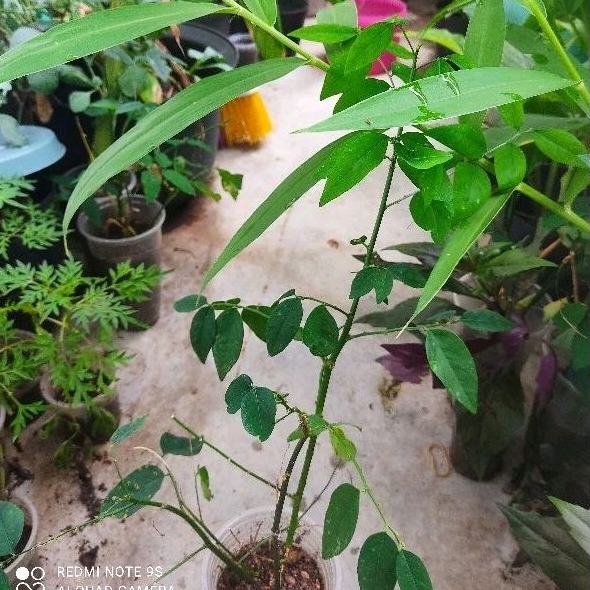 Anak Pokok Cekur Manis | Shopee Malaysia