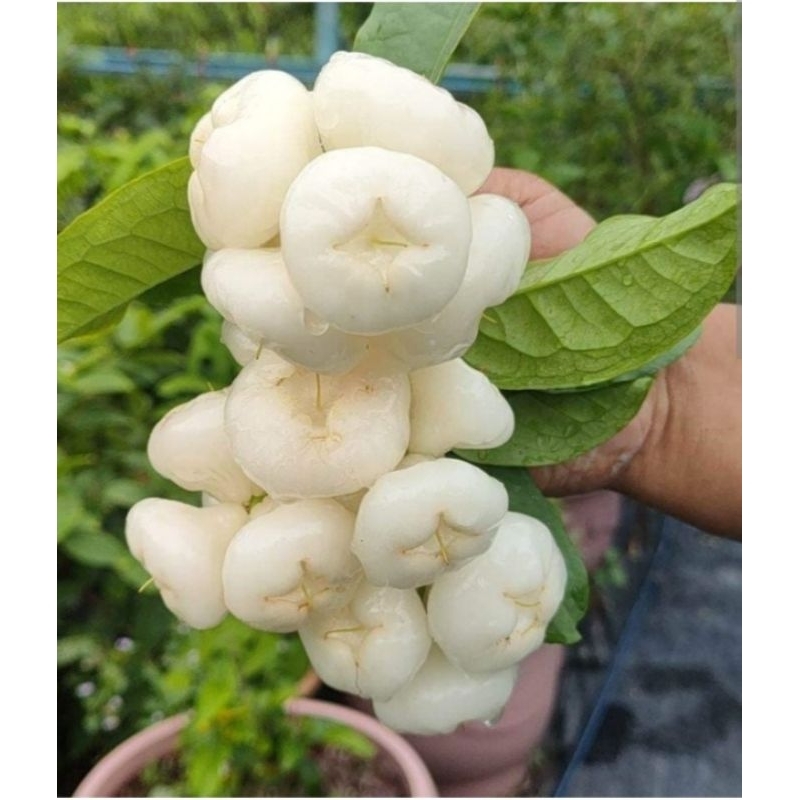 pokok jambu bertih putih | Shopee Malaysia