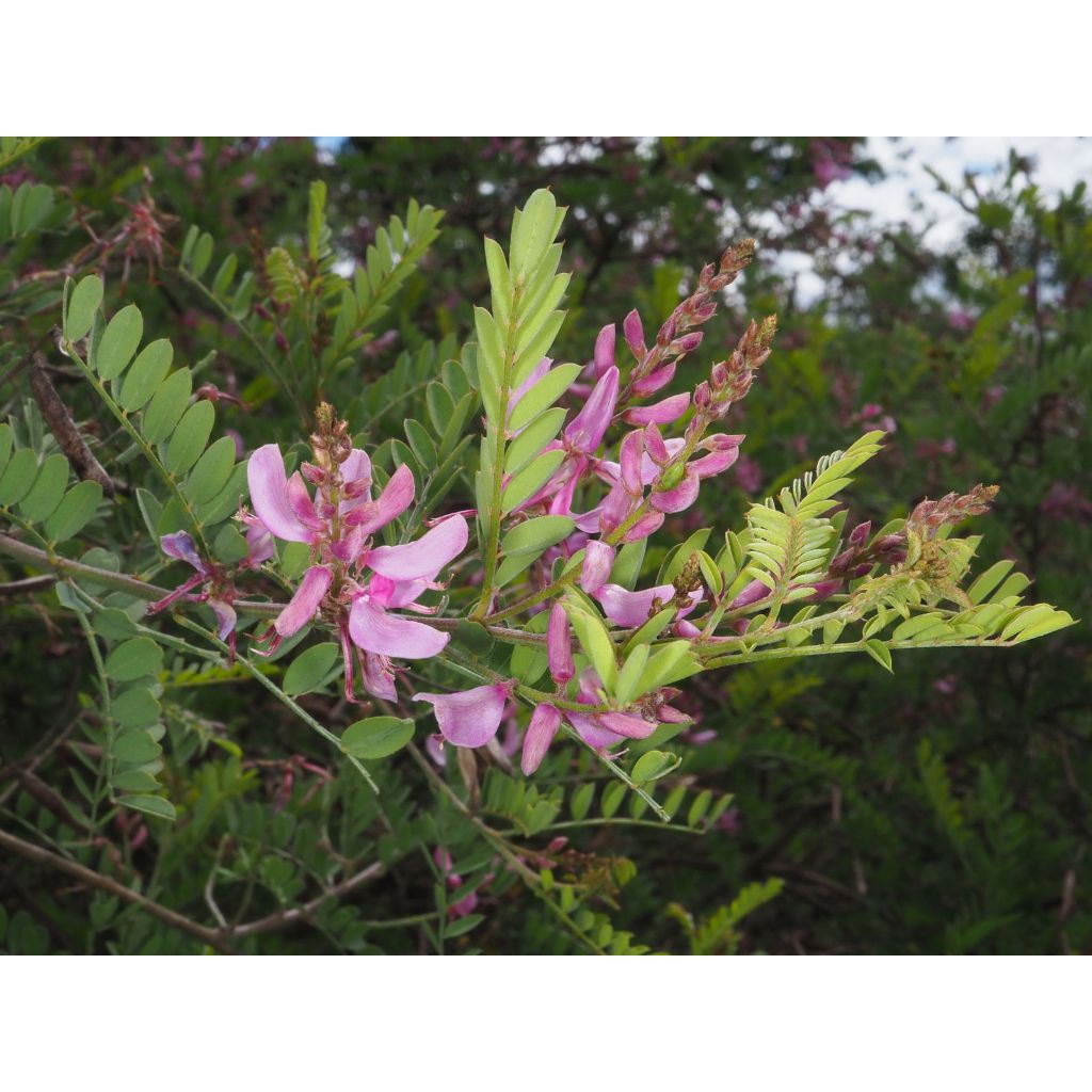 Hot New Deals Anak Pokok Indigofera pokok Bunga/Ubat Tradisional ...