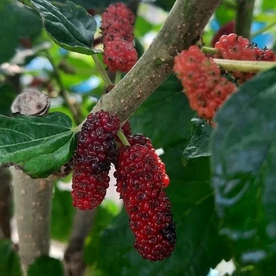 Keratan batang mulbery besar dan murah 🍇 Beli 5 percuma 2 🍇 | Shopee ...