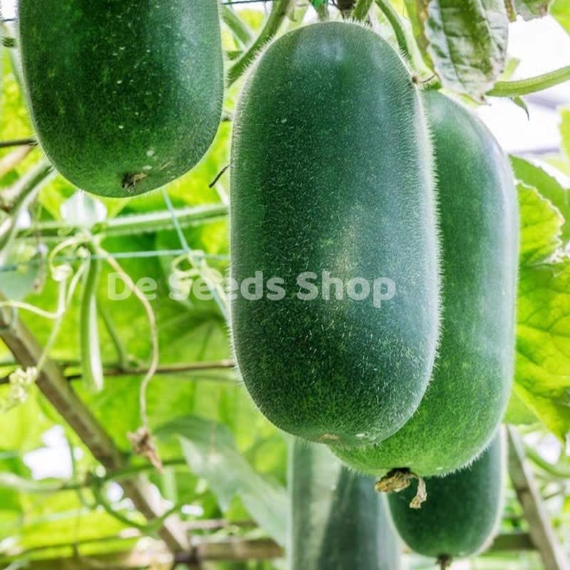 Benih Kundur Bulu 6pcs/Hairy Gourd/Fuzzy Melon/毛瓜种子 | Shopee Malaysia