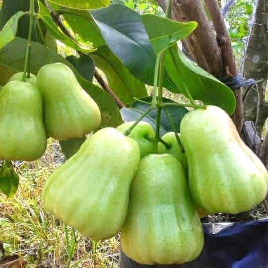 Benih Pokok Jambu Air Madu Deli Hijau | Shopee Malaysia