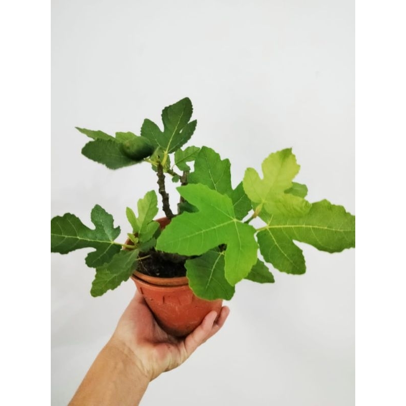 WAF rare Atabaki Fig Tree 无花果树 with/without fruits direct from Cameron ...