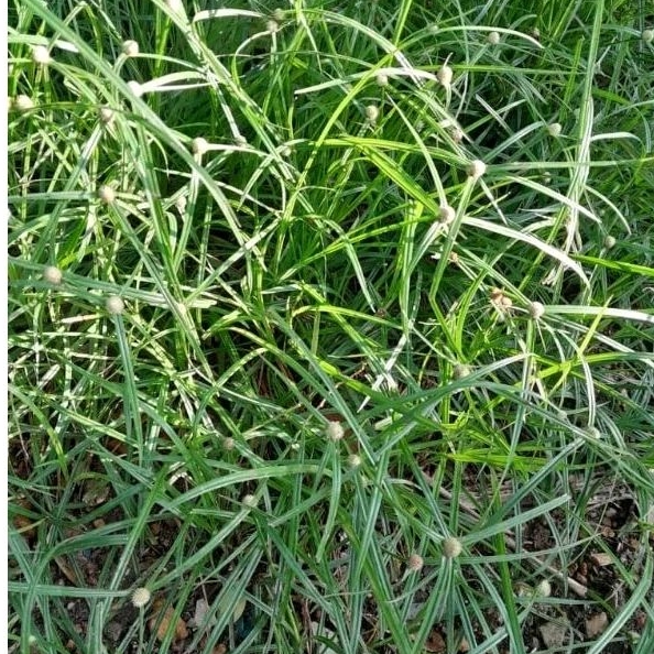 Rumput Helikopter@mata lalat untuk sakit kucing(30-35 pokok)1 pasu ...