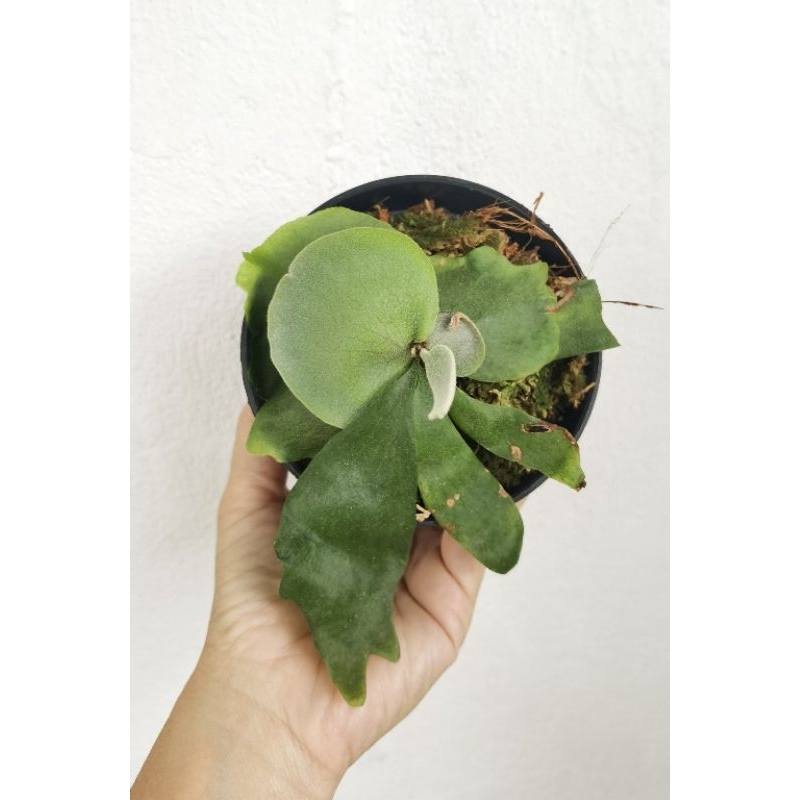 Platycerium veitchii Lisa x P. w. yellow moon Sporeling (Rainbow fern ...