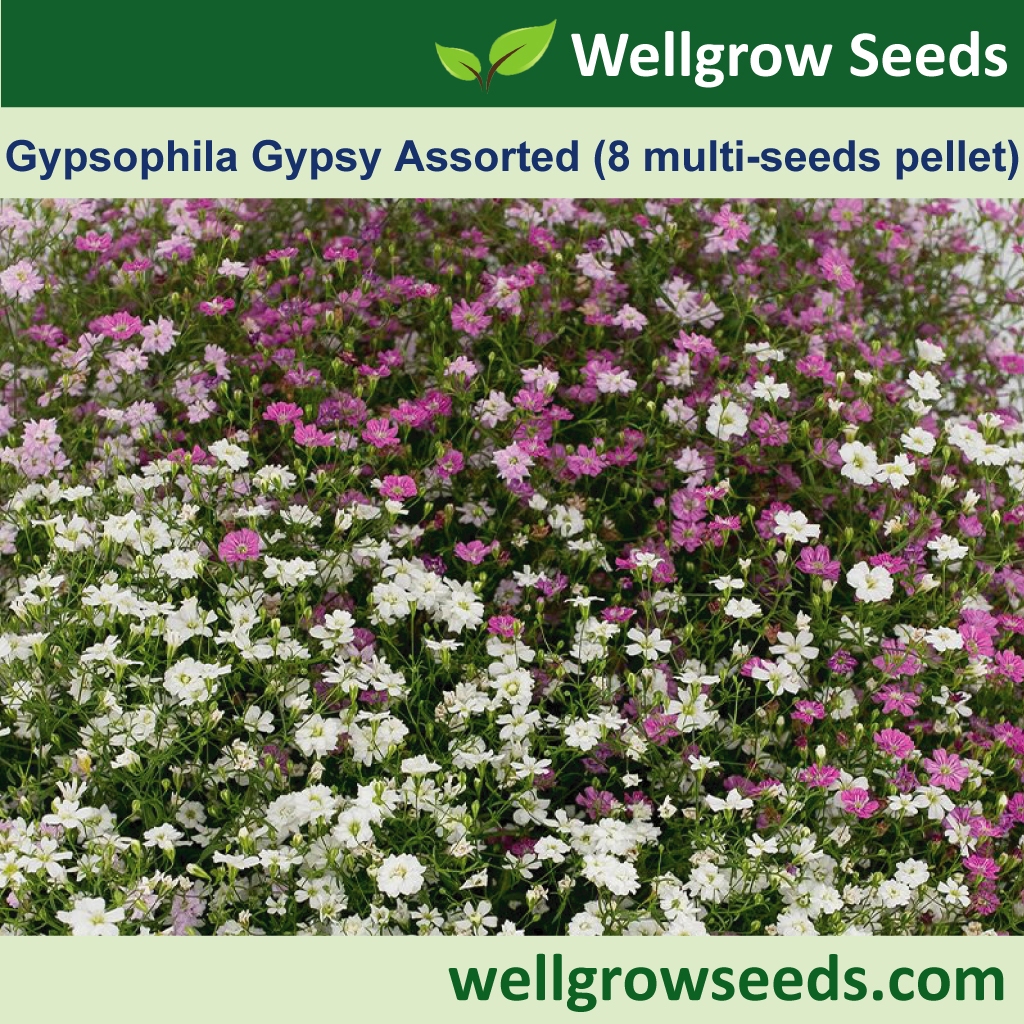 Gypsophila Gypsy Assorted (8 multi-seeds pellet) 满天星：吉普赛人系列 Baby’s ...