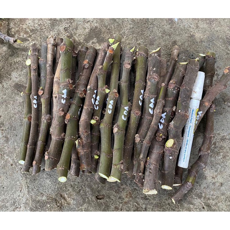 Sebatang Keratan Pokok Tin Constantine de Algerie (CDA) | Shopee Malaysia