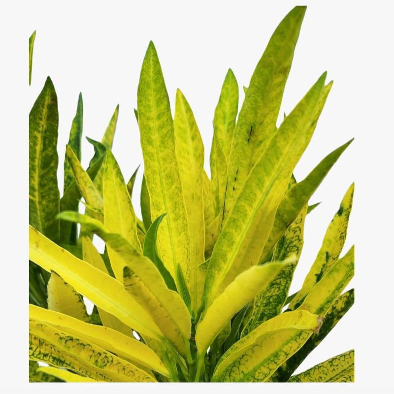 Croton Plant / Pokok Puding KUNING SUNNY STAR ( Puding Kuning k.Jah ...