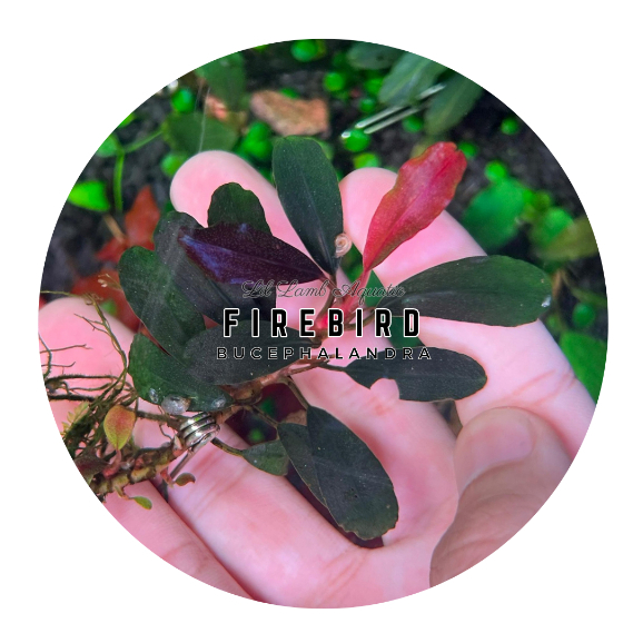 [Aquatic Plant] Bucephalandra Submerged sp Firebird Purple Red Low Tech ...