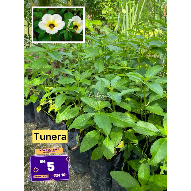 Tunera Pokok bunga pokok hiasan | Shopee Malaysia