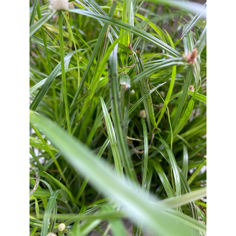 rumput helikopter / rumput kucing 1000 gram | Shopee Malaysia