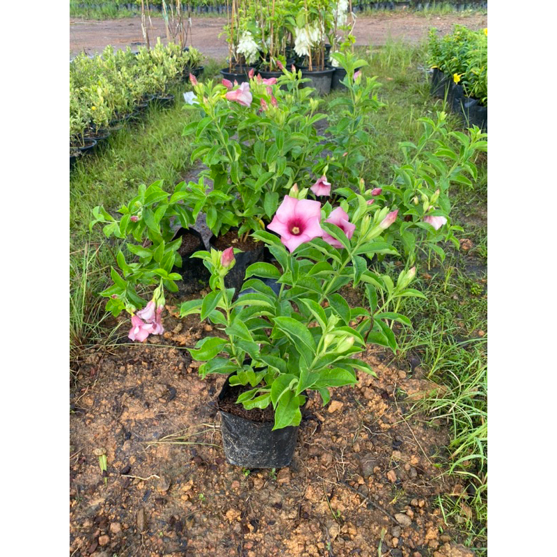 Pokok Bunga Loceng Pink / Pokok Bunga Alamanda Pink Thai | Shopee Malaysia