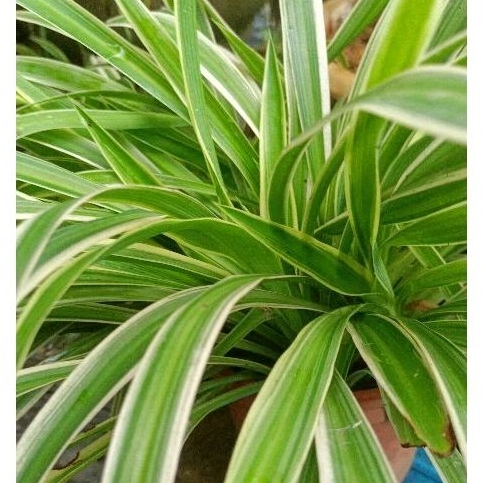 Pokok sarang labah labah/Spider web plant ( Dalam satu pasu lebih dari ...