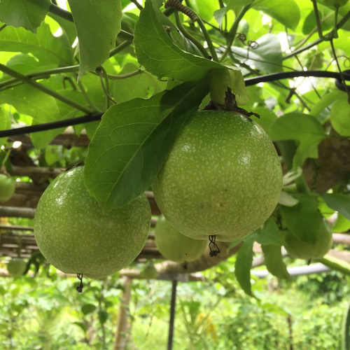 Anak Pokok Buah Markisa / Passion Fruits | Shopee Malaysia