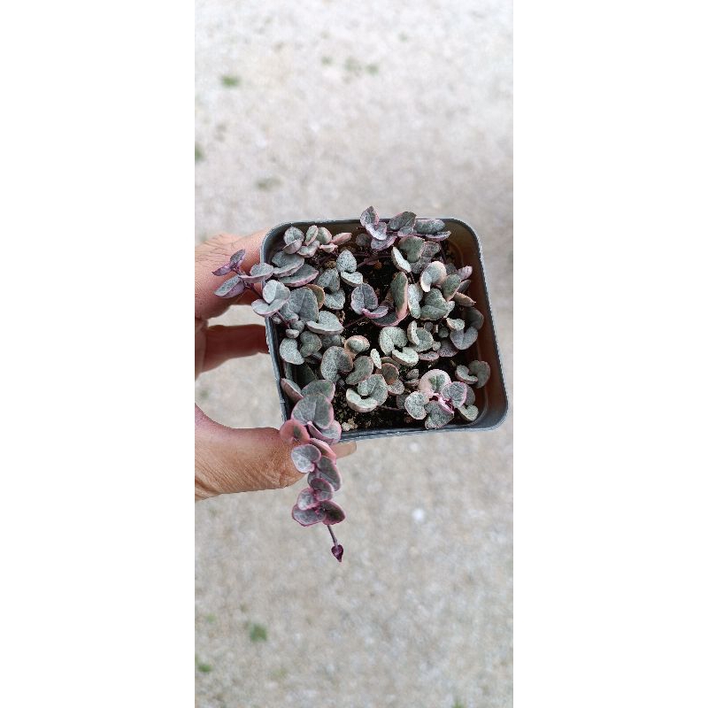 Strings of Love Variegated / Ceropegia Woodii 爱之蔓 | Shopee Malaysia