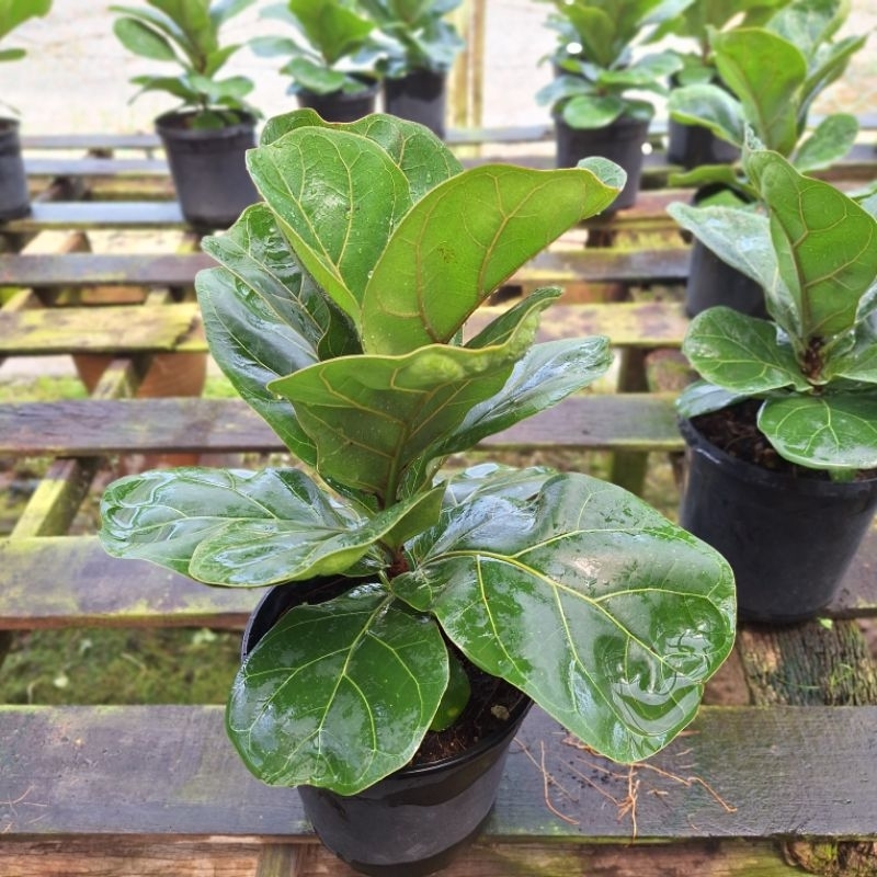 Pokok Ficus Iryata indoorplant | Shopee Malaysia