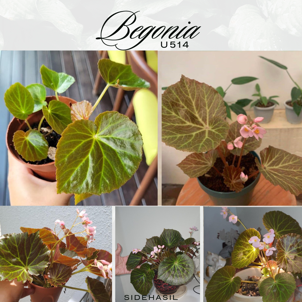 (+GIFT) BEGONIA U514 | ASAM BATU POKOK HIASAN | POKOK BUNGA HIDUP TAHAN ...