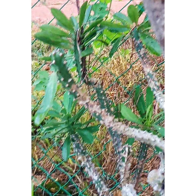 Pokok kaktus yang hampir pupus ( keratan batang) | Shopee Malaysia